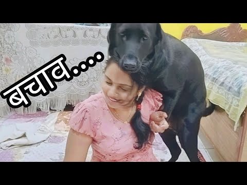 Jenny Pagal Ho Gai Hai|| Jenny Hui Out Of Control #pawsplanetbingo #doglover#dog