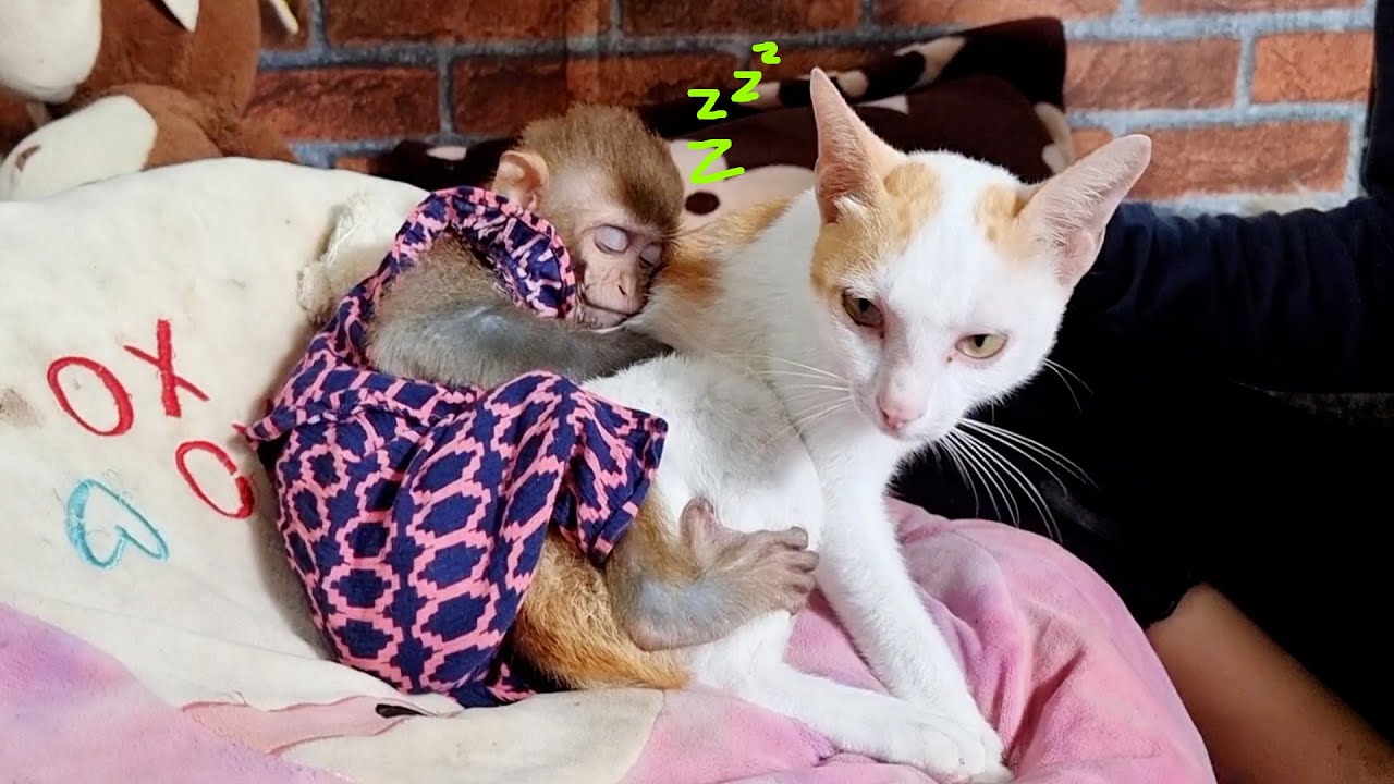 Wow Extraordinary Reletionship Alex Sleep Soundly on Cat LIke They Are ...