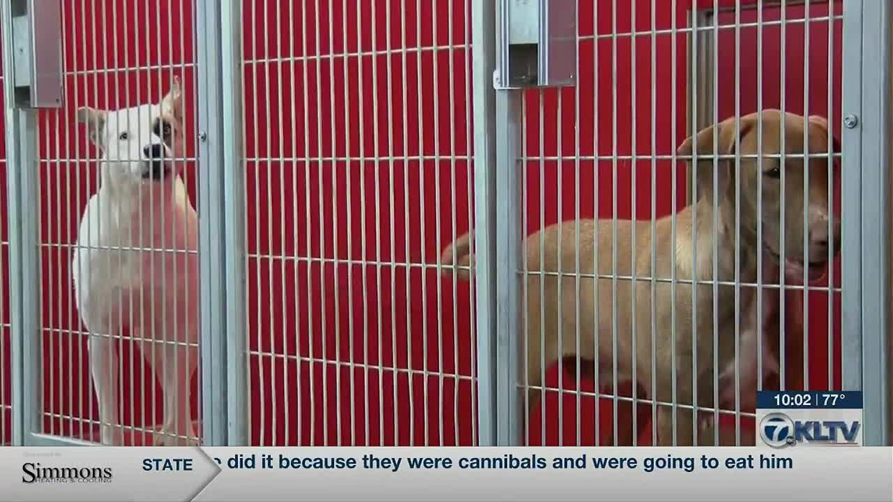 Dog dumping leads to overcrowding, euthanization in Smith County - YouTube
