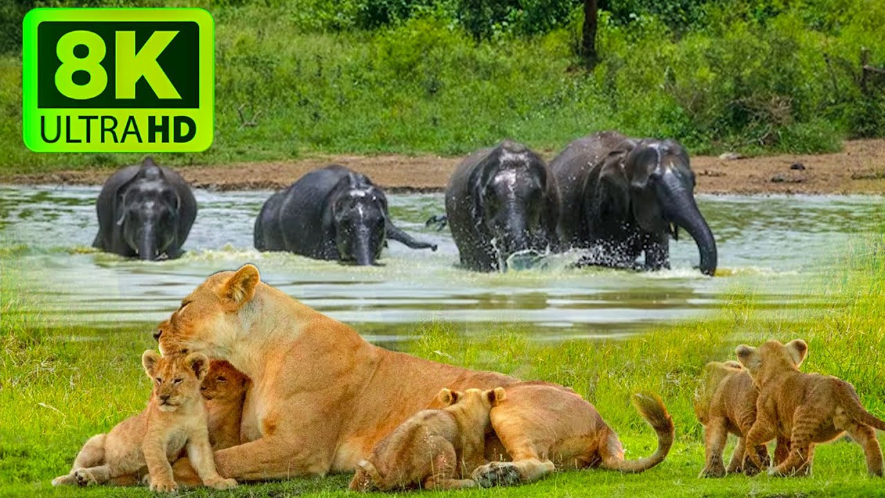 4K (ULTRA)HD Animals : Amazing Elephant to Expect While Touring at ...