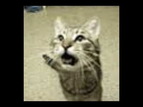 Animals - Alex G. 1 hour loop. - YouTube