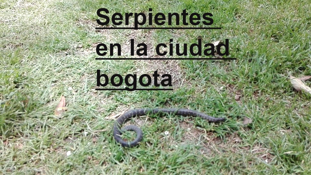 Serpiente Sabanera en la ciudad Bogotá (sabana Bogota) - YouTube