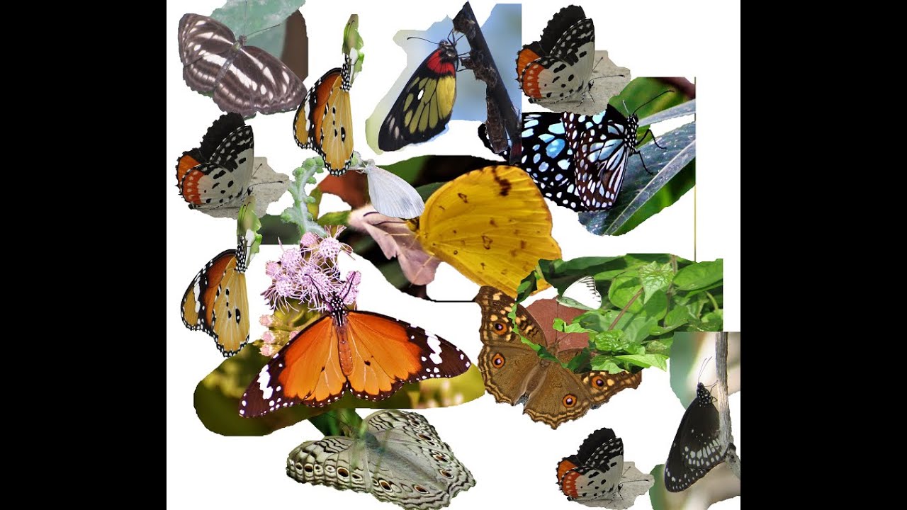 butterfly around my house / What is special about butterfly - YouTube