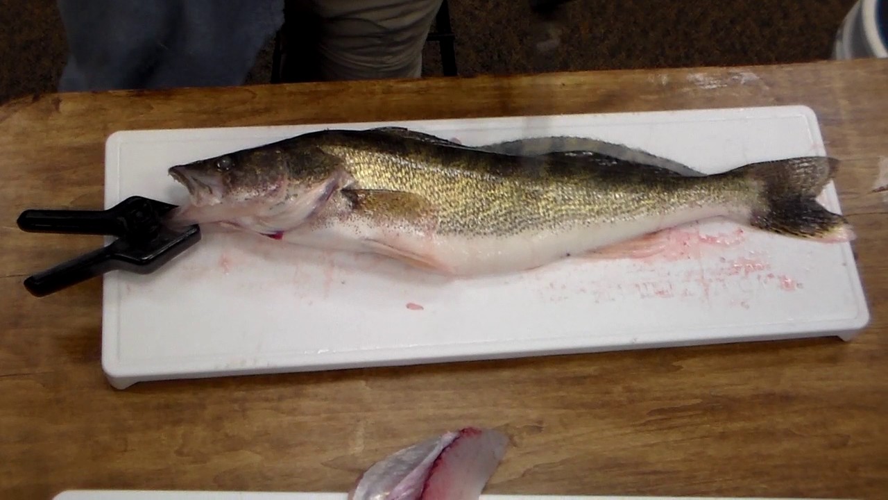 Bismarck 23 inch walleye Scheels Fish Fest - two way fillet - YouTube