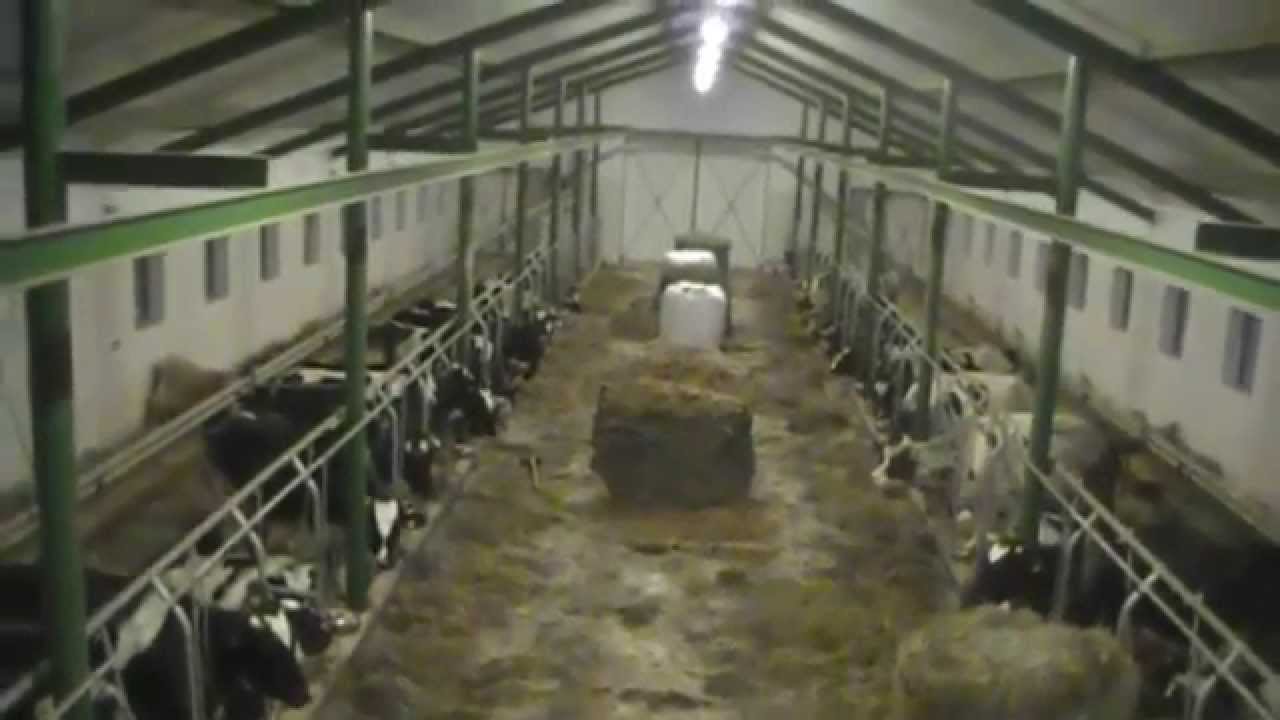 Nowa obora - YouTube