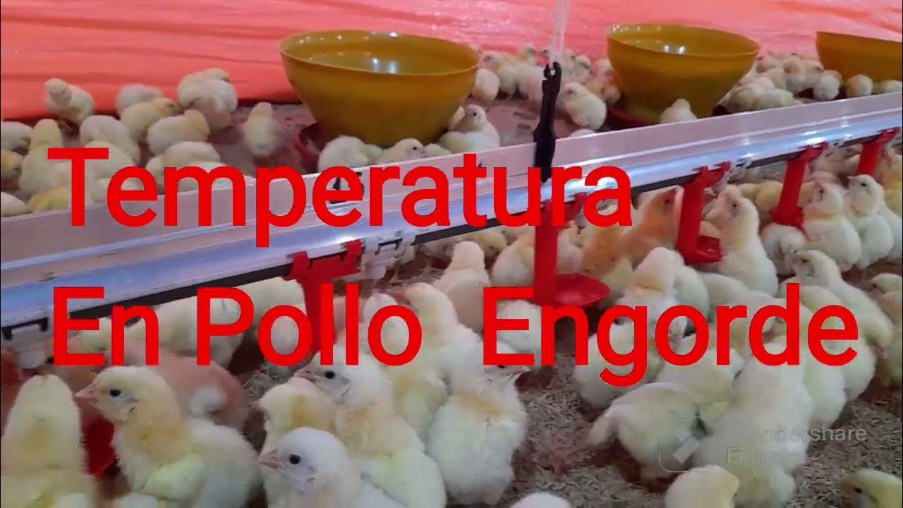 Manejo de Temperatura y Ventilacion en pollo Engorde - YouTube