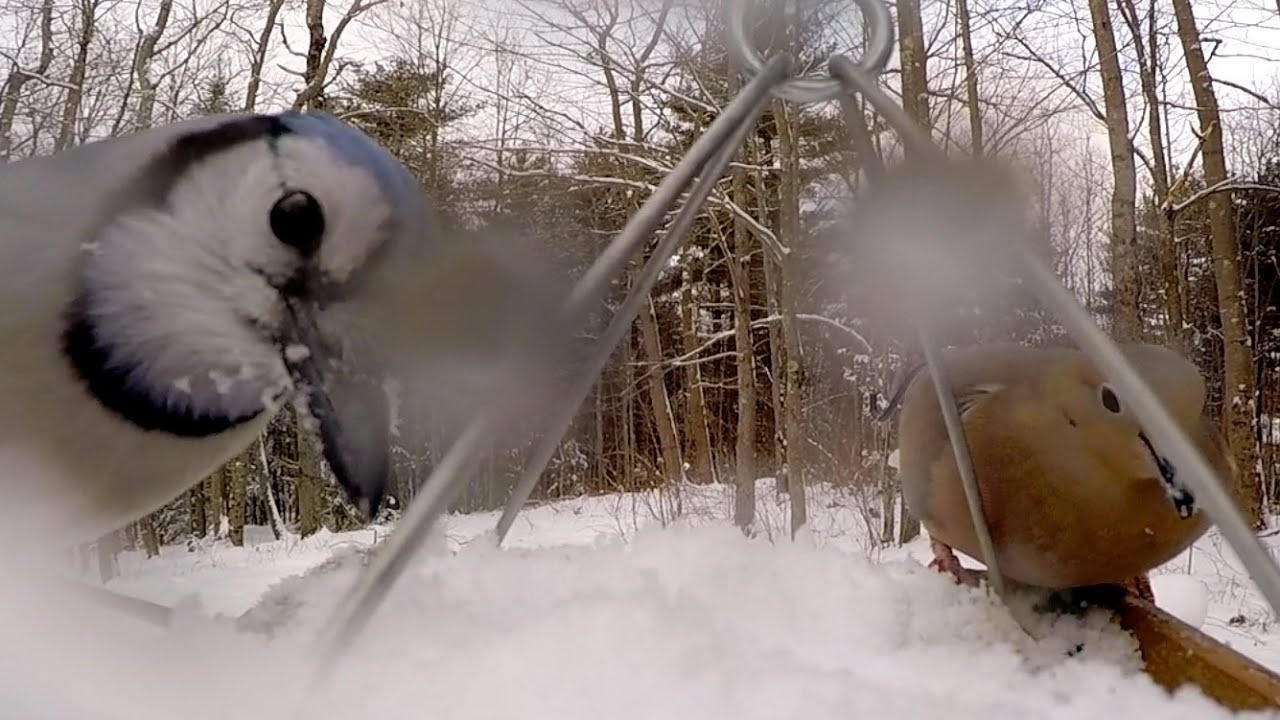Bird Feeder GoPro: Rude Blue Jay - YouTube