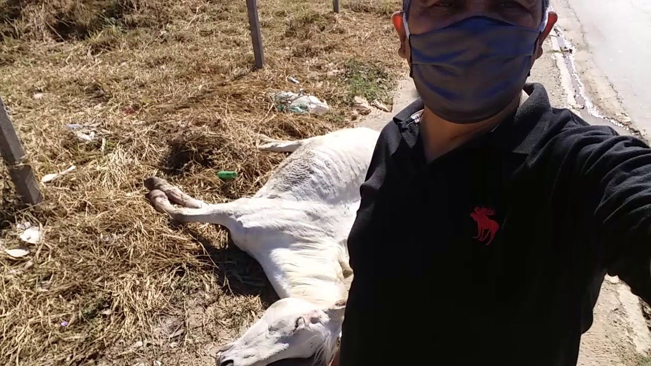 Animal morto em via publica - YouTube