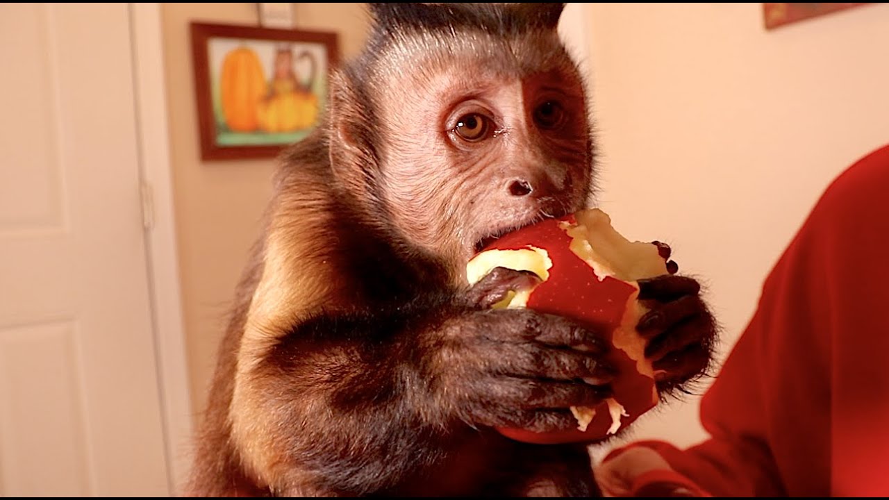 Capuchin Monkey Eats An Apple! - YouTube