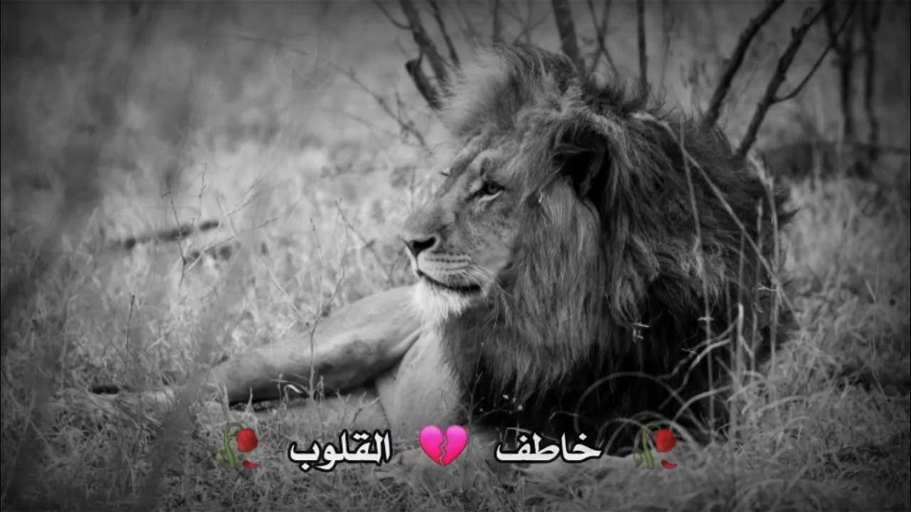 أجمل اشعار قصيرة 😔 مو ساكت لان ماضل كلام احجيه 💔 أجمل اشعار حزينه حالات واتساب حزينه 2021 Youtube