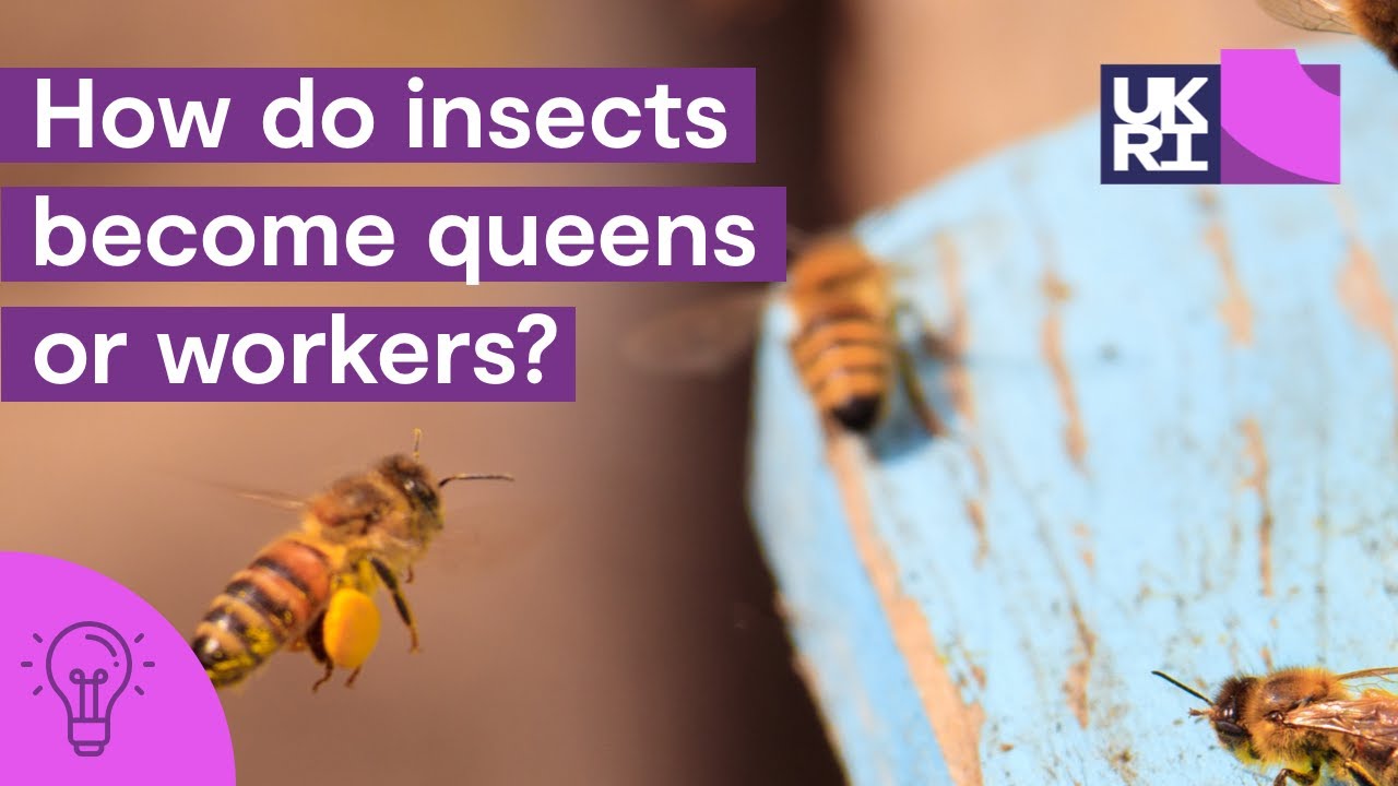 How do #insects become queens or workers? | Assigning roles and social ...