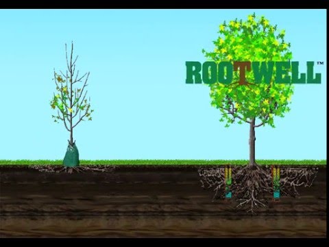 Rootwell Pro318 Aeration Tube System Versus Tree Watering Bags - YouTube
