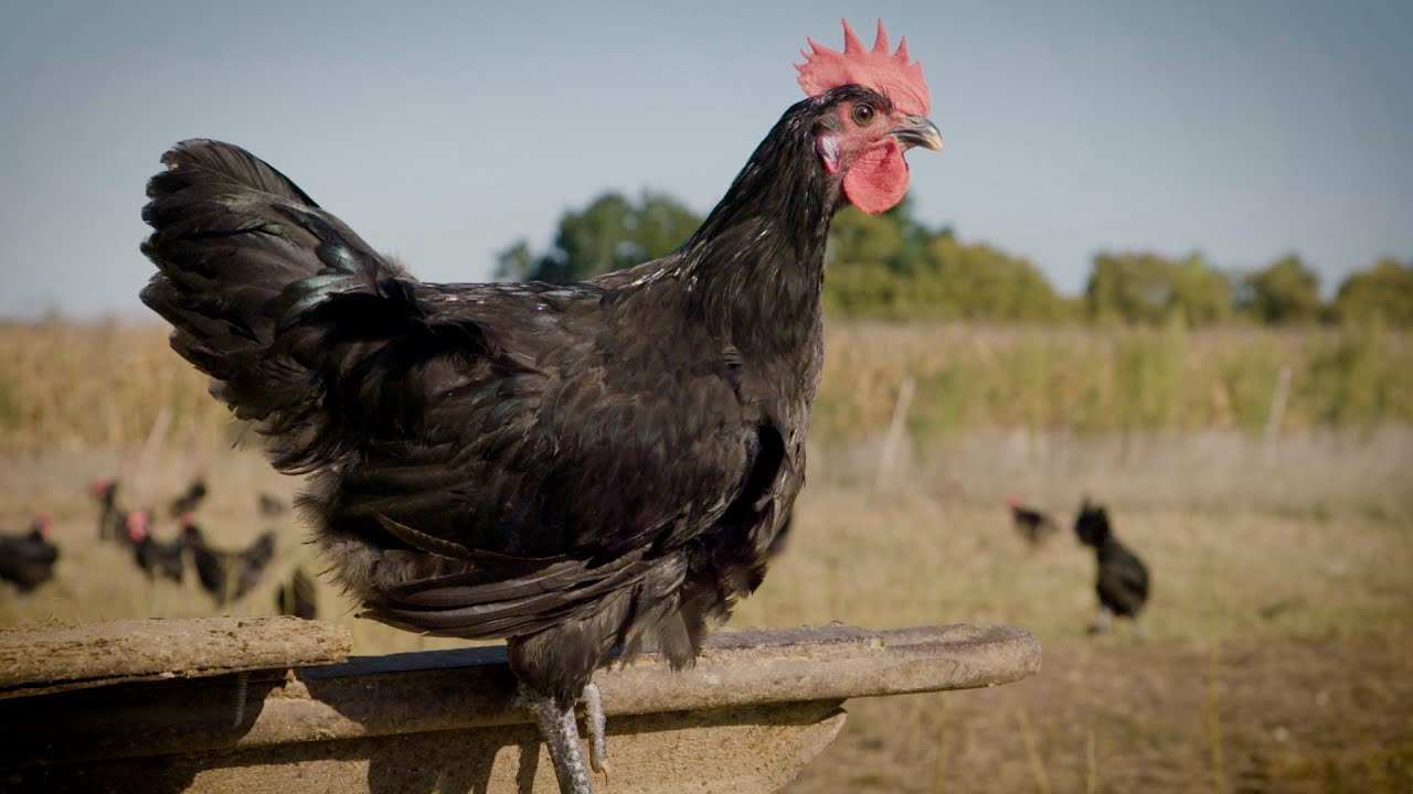 🐣 Documentaire "Droits dans leurs bottes" / La Ferme de Morgan et ...