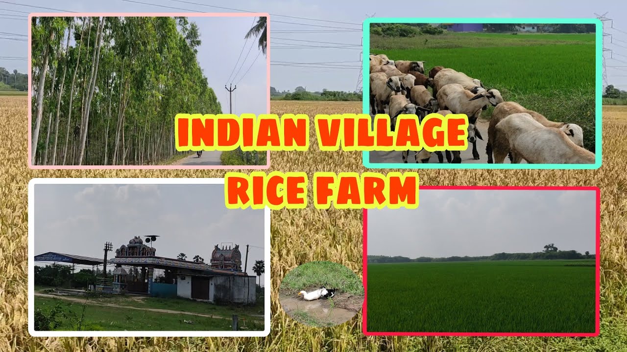 INDIAN VILLAGE RICE FARM🚜🐄🌾 /karen prabhakar - YouTube