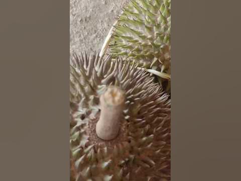 Contoh tangkai durian yang matang dan jatuh dari pohon - YouTube