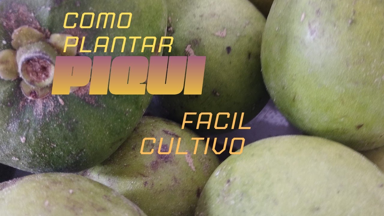 PASSO A PASSO:COMO FAZER MUDA DE PIQUI! (fruto do cerrado) - YouTube