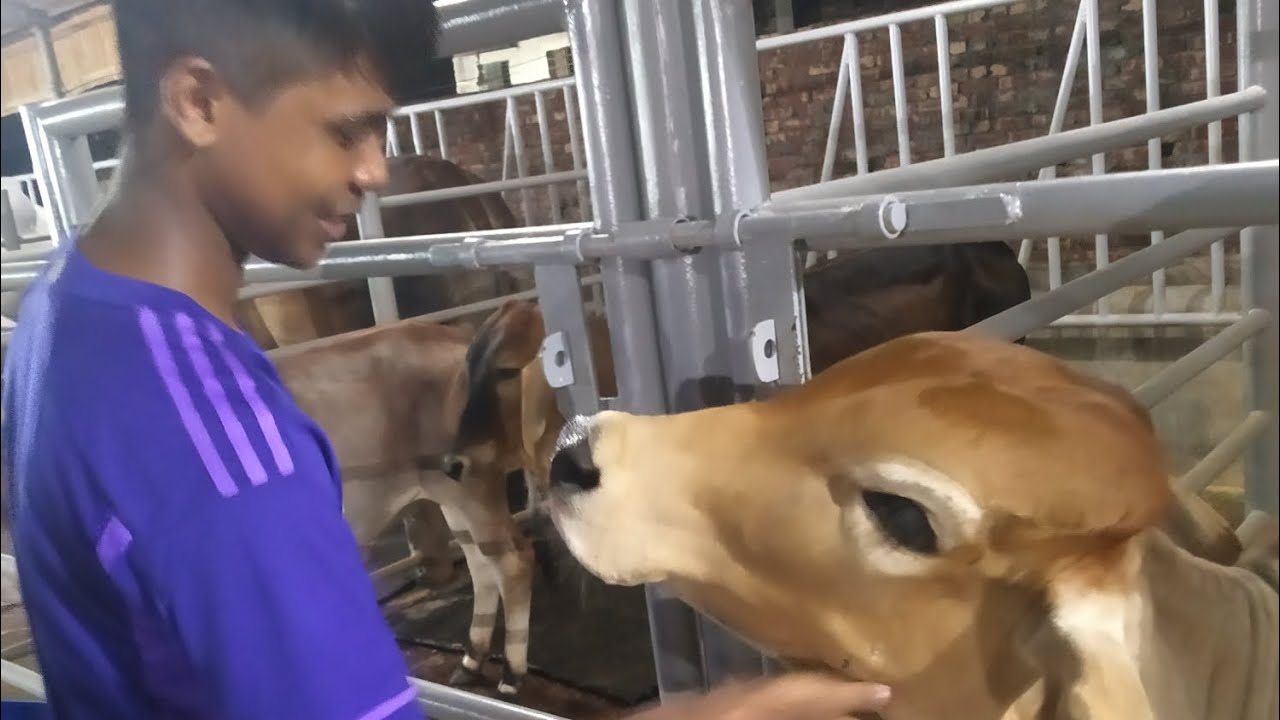 fit and fresh agro cow🐂2023 - YouTube