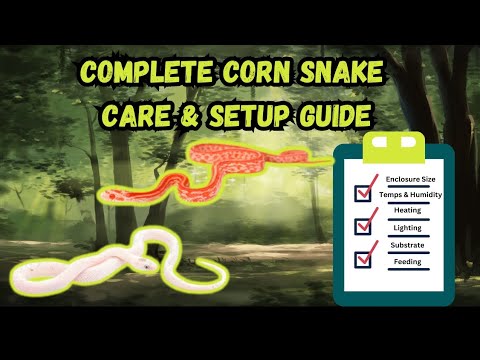 Complete Corn Snake Care & Setup Guide | Everything You Need to Know ...