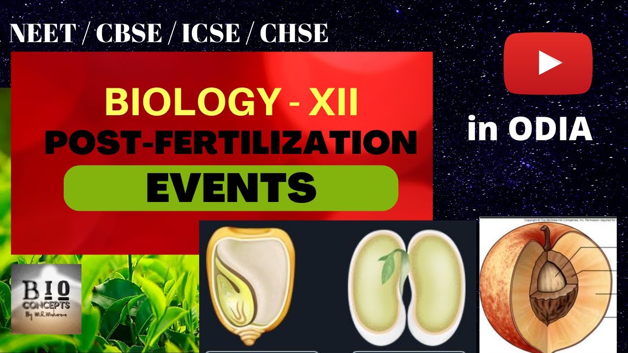 06. Post-Fertilization Events in Plants / XII Biology (in ODIA) - YouTube