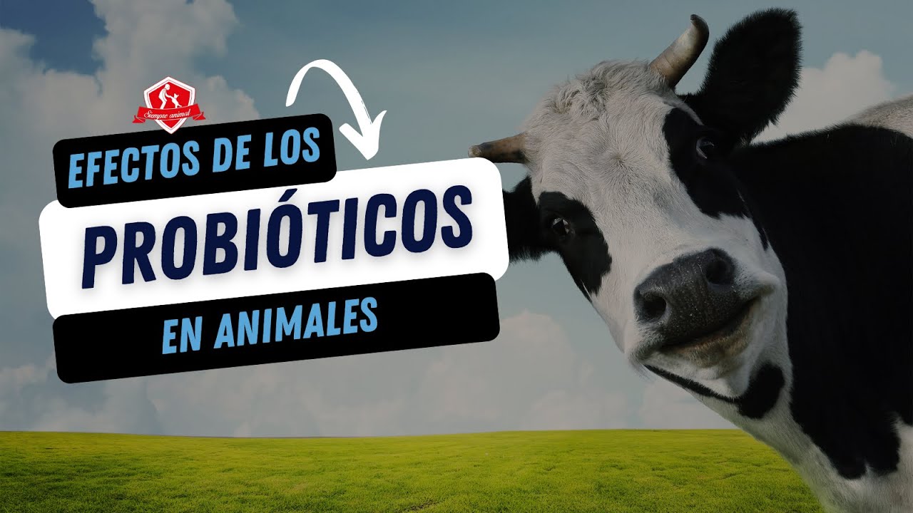 Efectos de probióticos en animales de compañía y producción 🐄| Eje ...