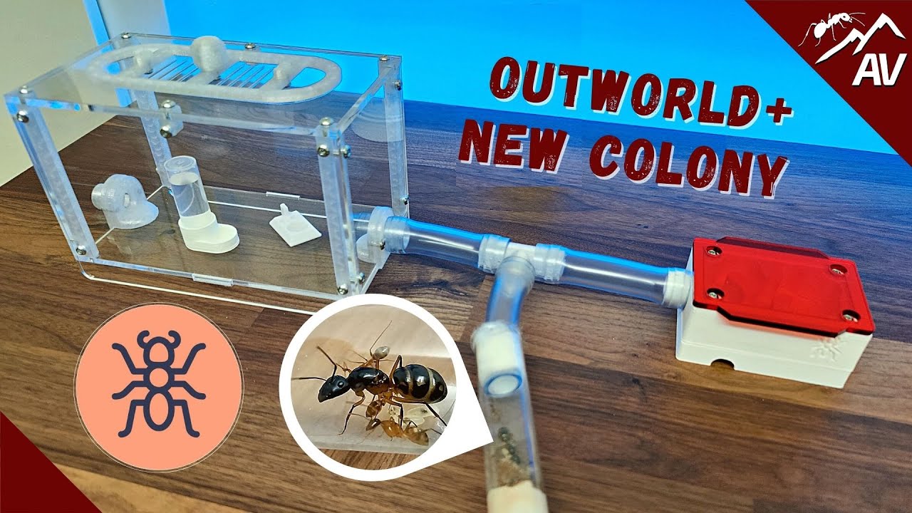 Esthetic Ants Medium Outworld & New Ant Colony! - YouTube