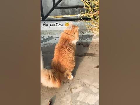 Every poo poo poo time is pee pee time but every pee pee time is not poo poo time #shorts - YouTube