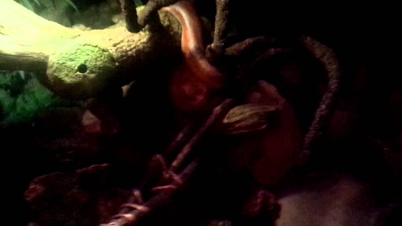 Ball Python & Rosey Boa Eating Rat Dinner - YouTube