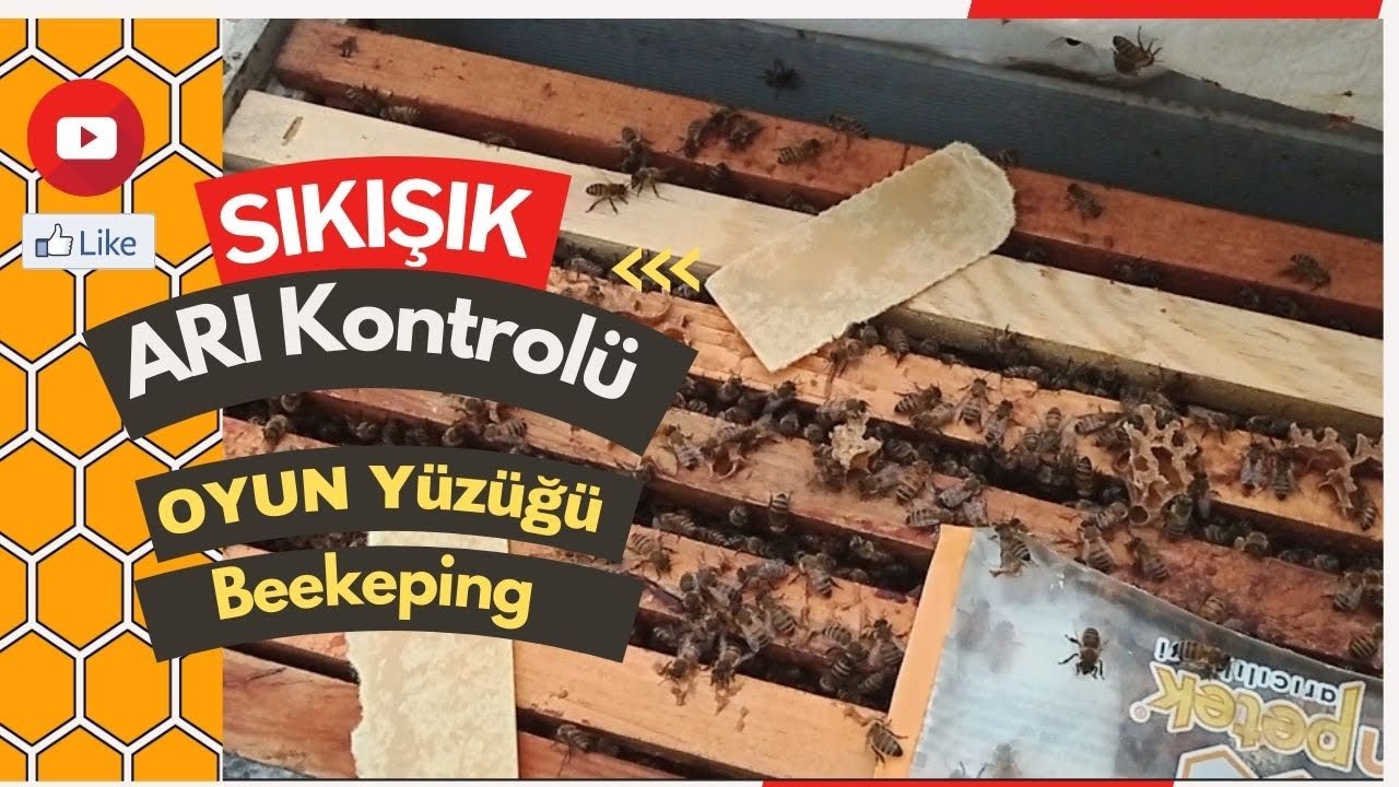 "ANA ARI HEVESİ : Ana arı 'ya göz dağı nasıl verir? Sıkışık arının püf ...