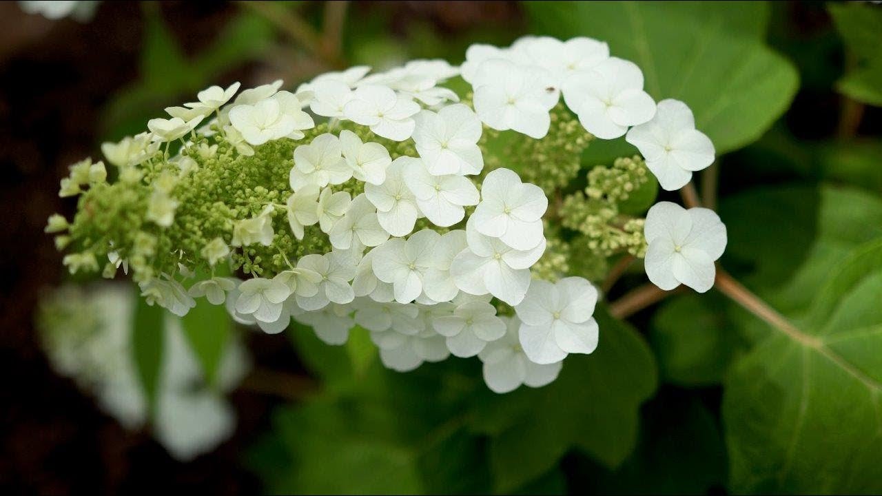 Gatsby Gal® Oakleaf Hydrangea | Four-Season Color & Compact Elegance ...