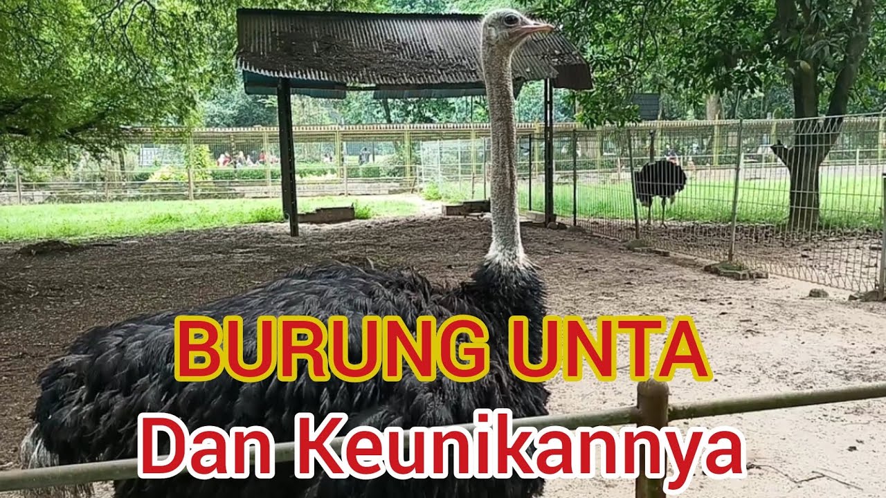 BURUNG UNTA bantu subscribe ya #animals #viral #unik - YouTube