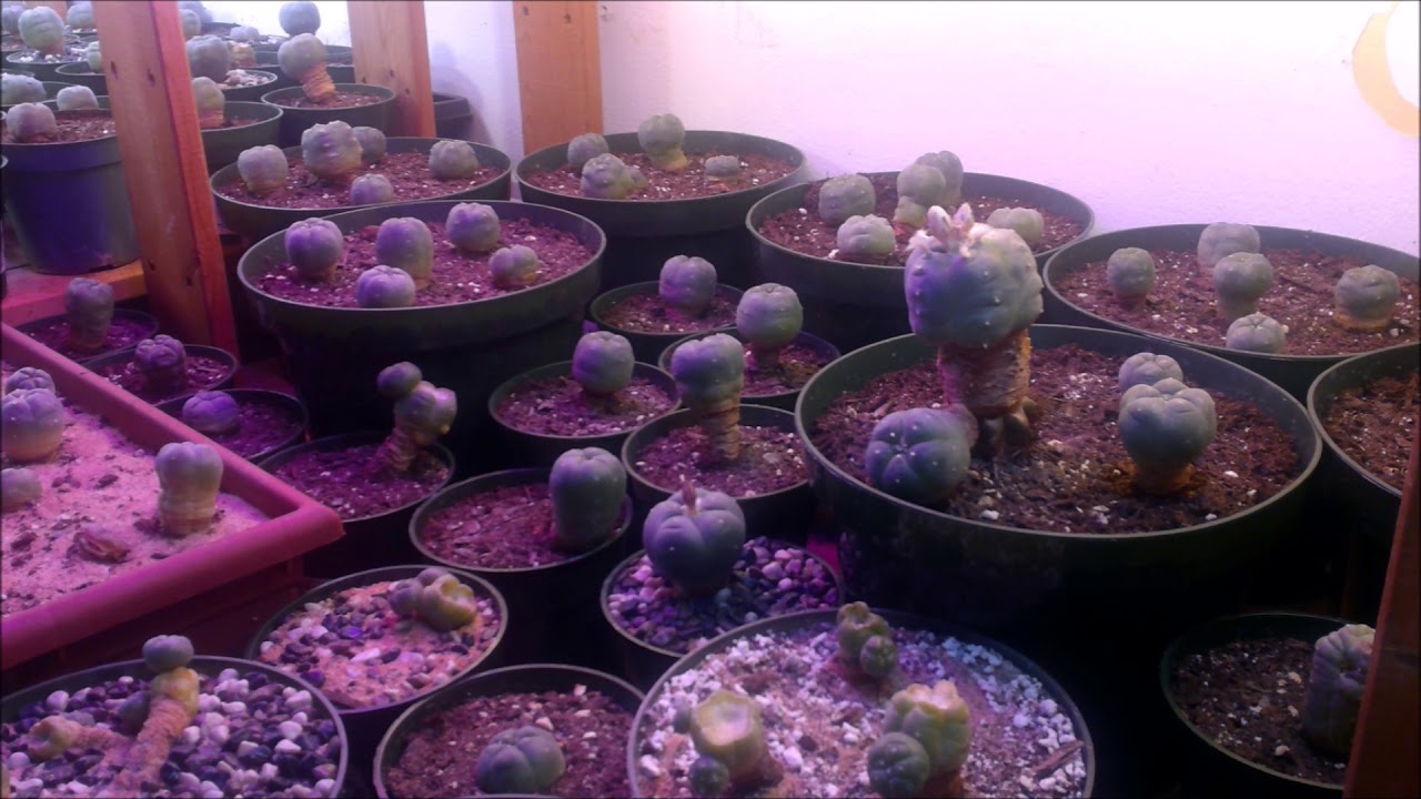 3 Day Time Lapse of Peyote Flowers - YouTube