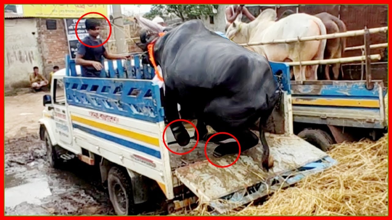 Big Buffalo loading to truck | Very Popular Village Cattle market | Cow ...