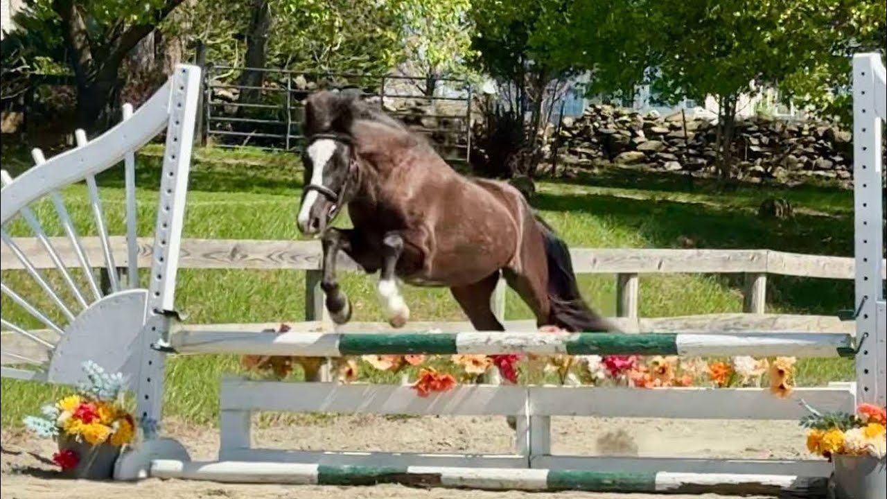 Dragon 2021 registered Welsh X Connemara - YouTube