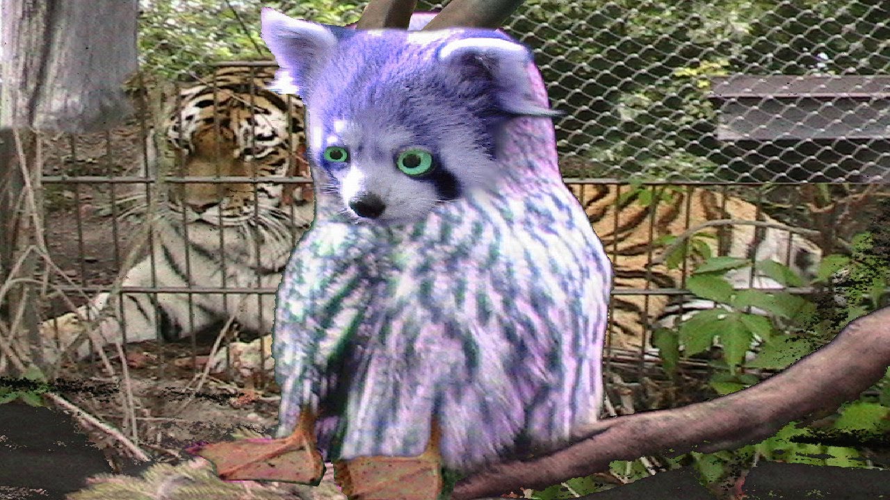 5 Unique Animals You Won’t Believe Exist - YouTube