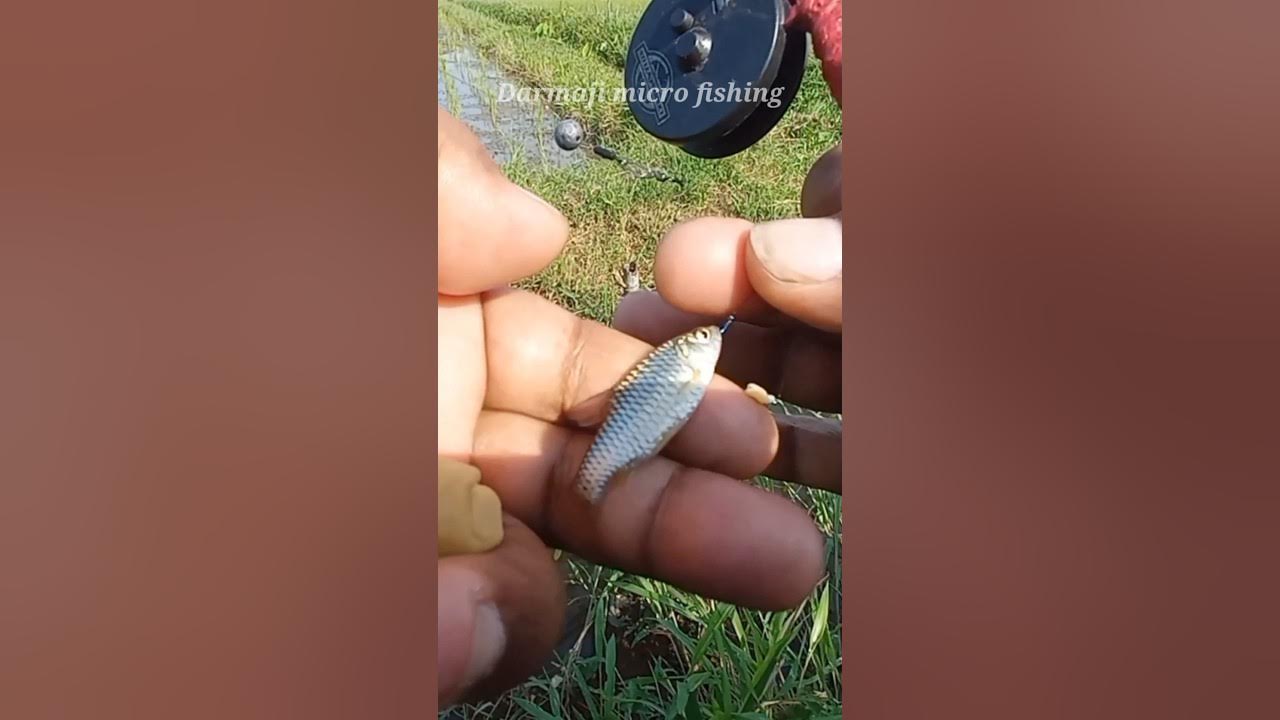 Mancing Ikan Wader Cakul di Selokan 15 detik Strike Umpan Go Potato #998 - YouTube