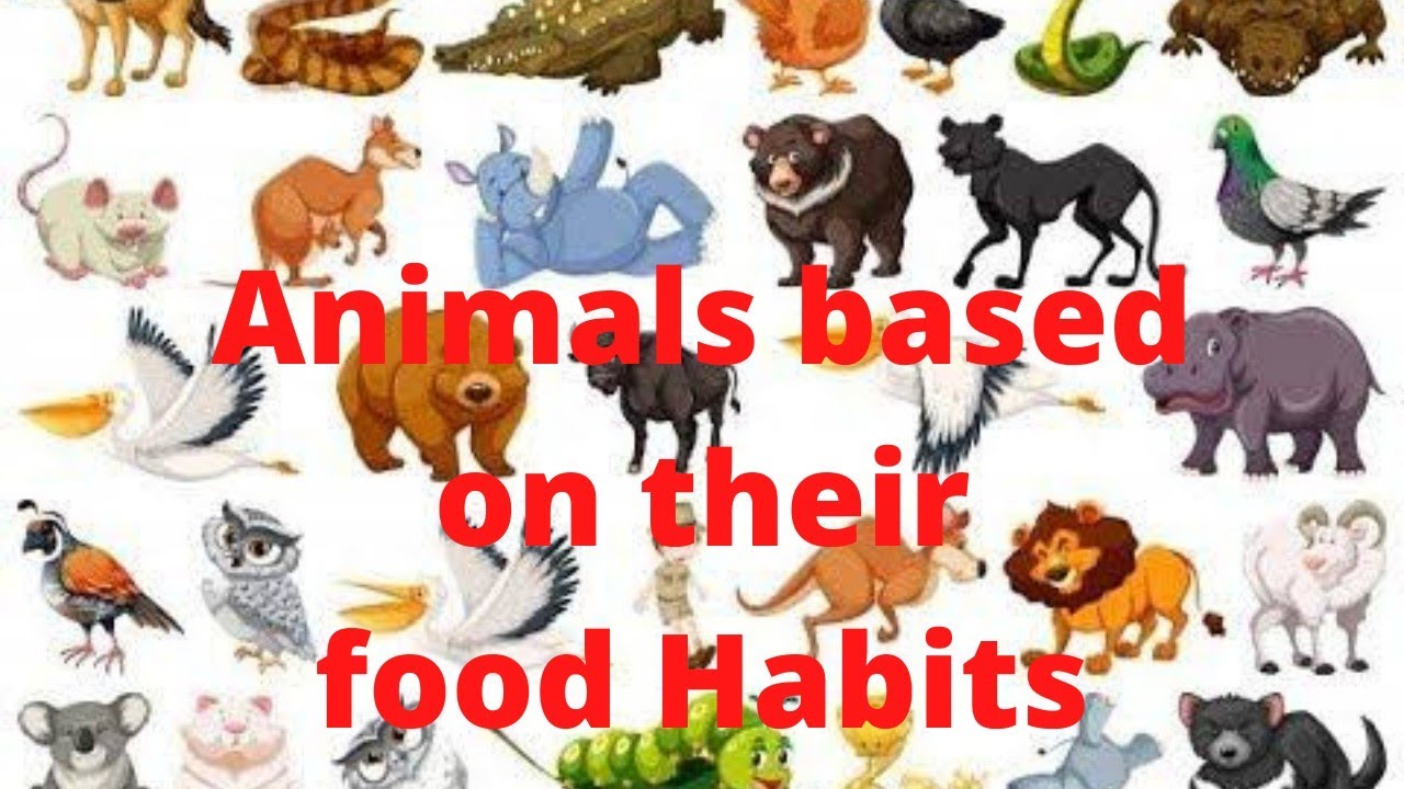 Types of animals based on their food habits... - YouTube