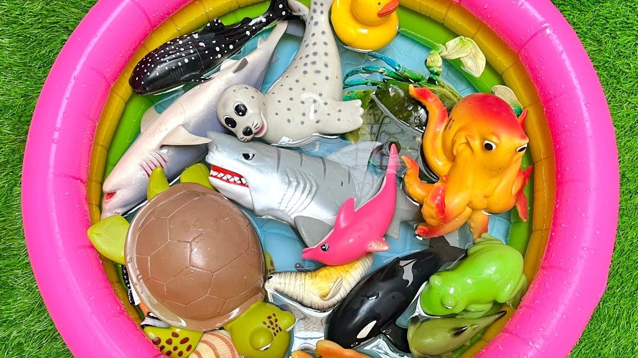 Little Ocean Explorers | Ocean Creature Learning Fun Simple Facts - YouTube