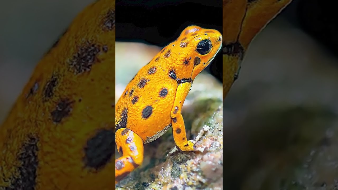 Beautiful frogs and toads compilation [Relaxing music channel] # ...