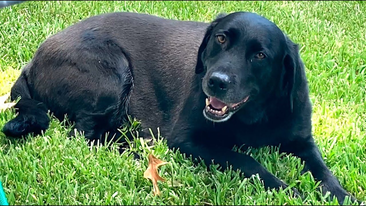 Shadow is a Happy (and Sleepy) Puppy #dog #dogs #doglover #doglovers ...