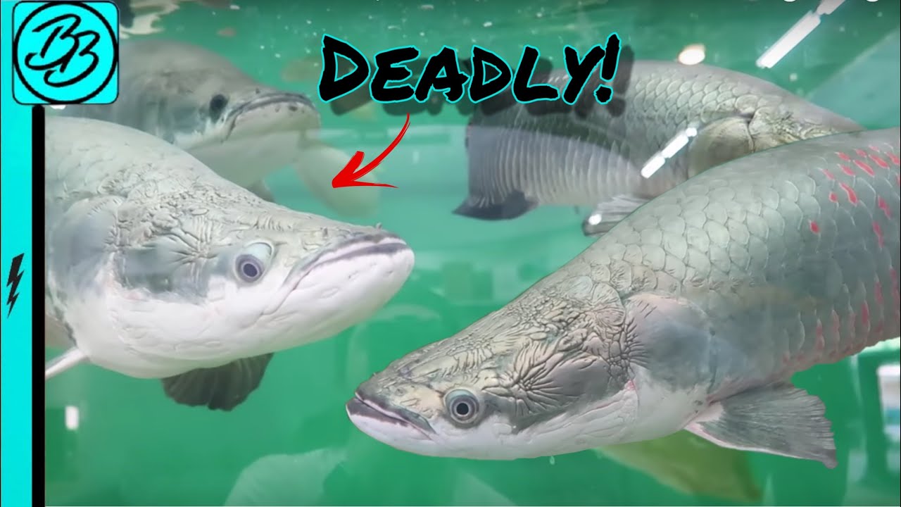 MASSIVE Indoor Aquarium Has MONSTER FISH! - YouTube