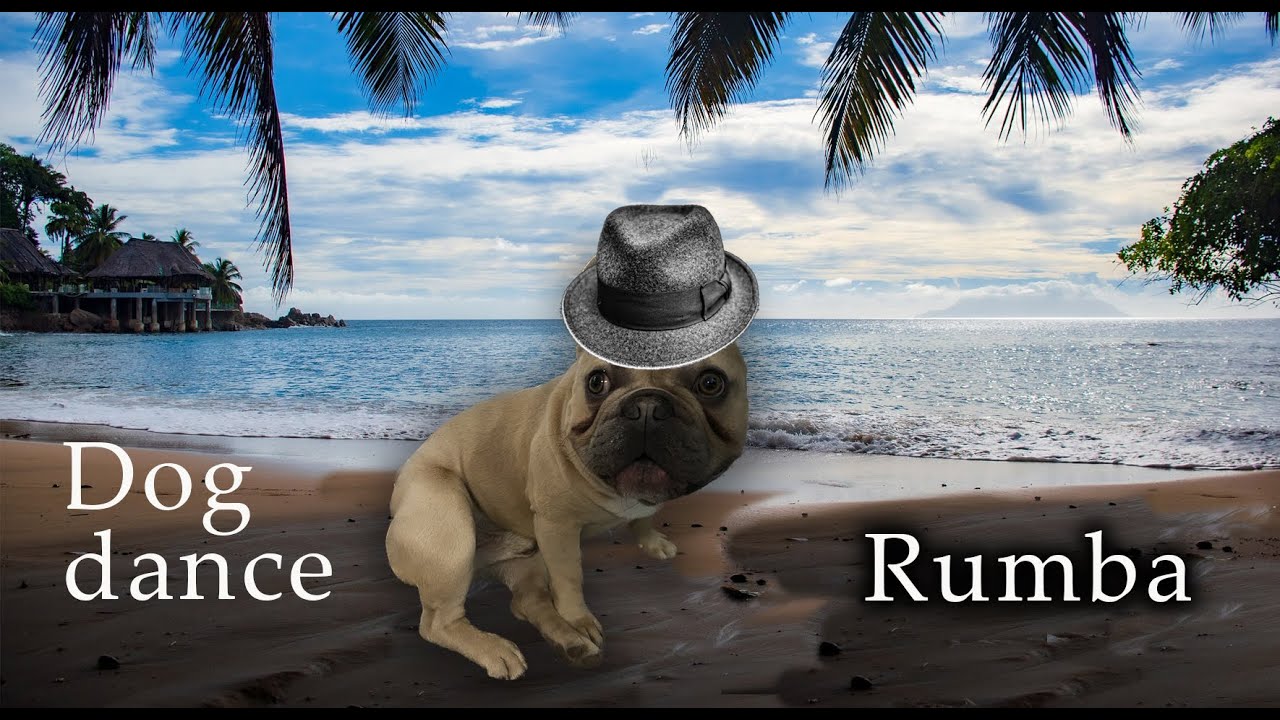Dog dance Rumba - YouTube