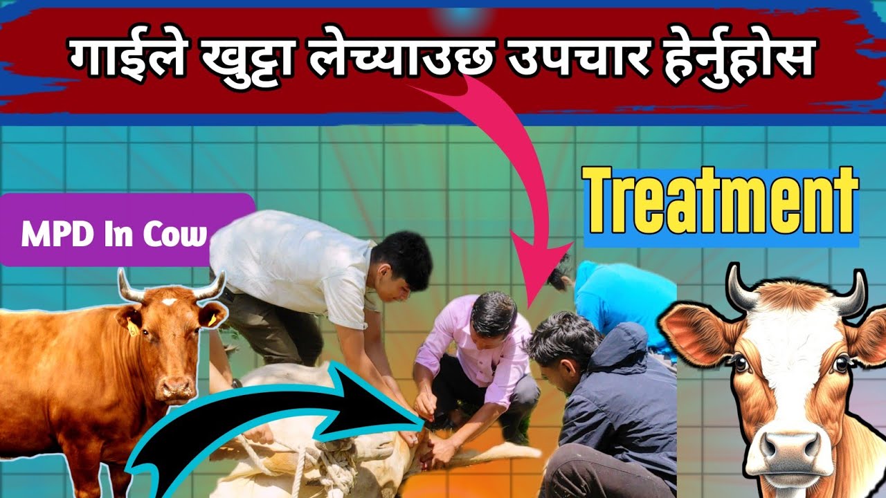 गाईले खुट्टा लेच्याउछ उपचार हेर्नुहोस ।। Treatment of cows mpd ...