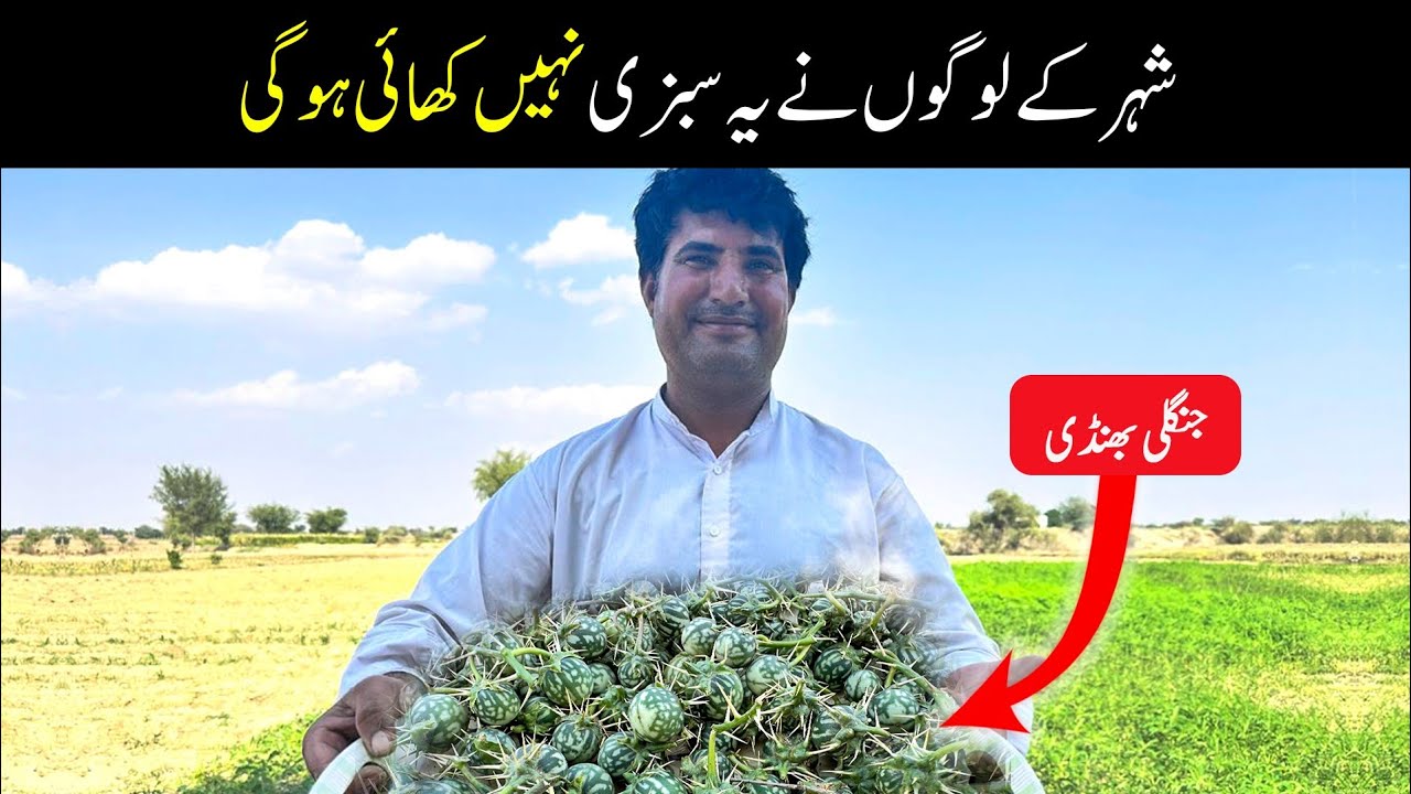 Most Rare Pakistani Vegetable | Jangli Bhindi | Aslam Bhai - YouTube
