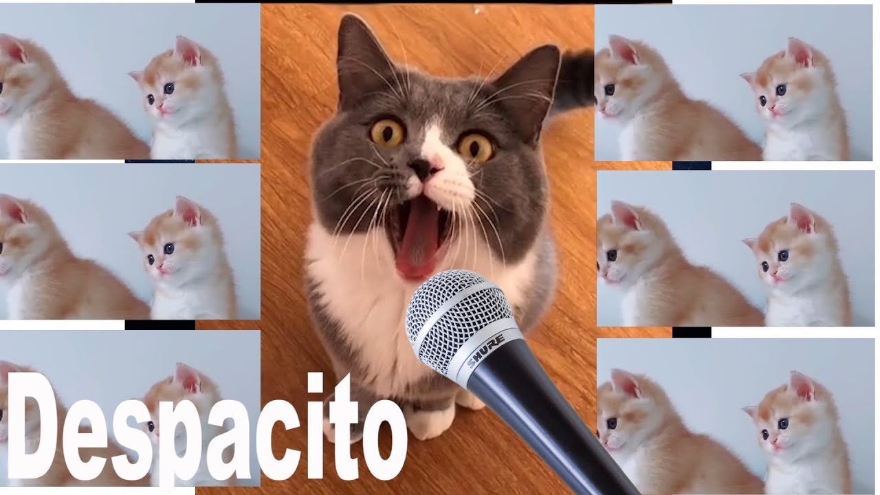 Despacito | Cats sing song | Cats version - YouTube