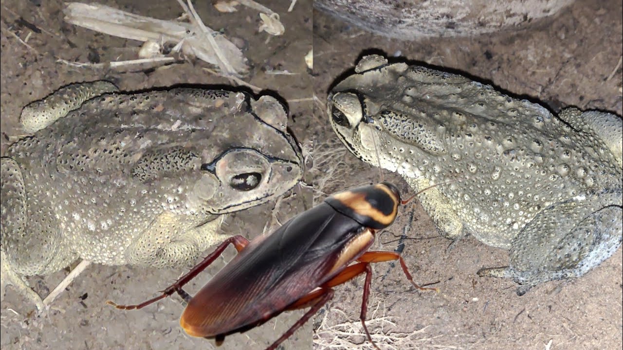 It's waiting to eat cockroach in night#animals#nature#food#live#shorts ...