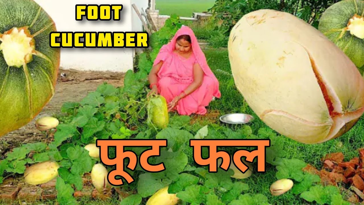 How to grow Foot Kakdi Farming | फूट ककड़ी | ख़खड़ी की खेती | Khakhdi ...