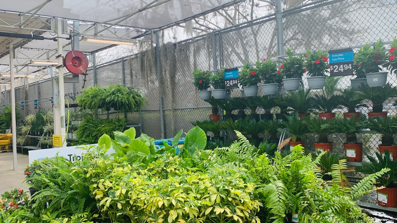 Walmart Spring Garden Center Inventory March 2024 Great Price On ...