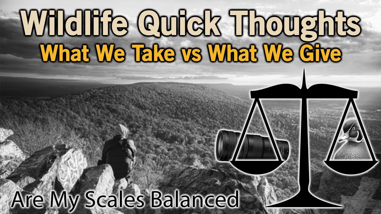 Balancing the Scales of Our Wildlife Photography - YouTube