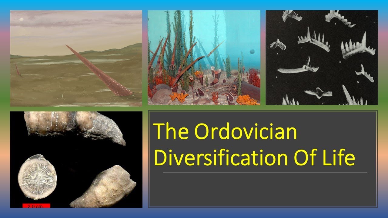 The Diversification Of Life In The Ordovician - YouTube