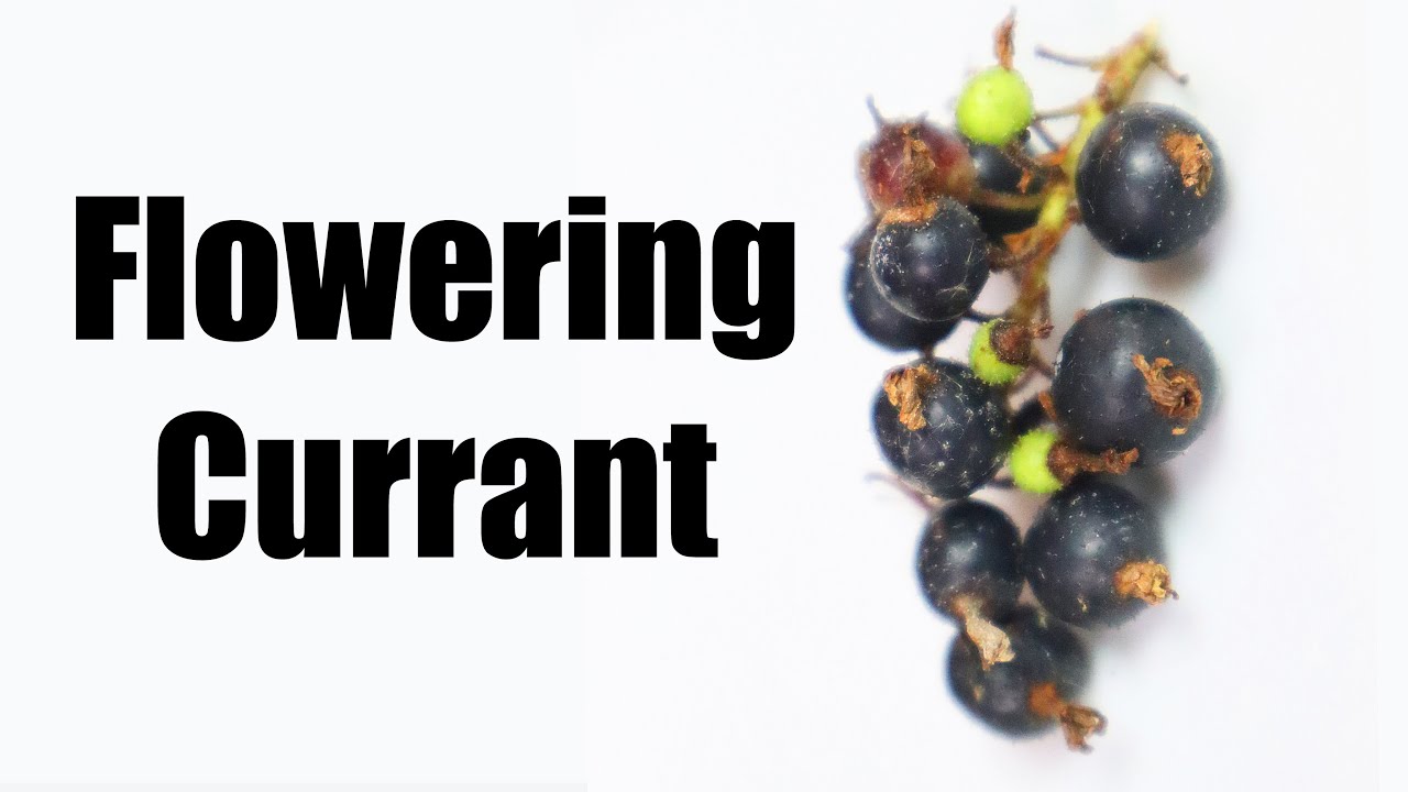 FLOWERING CURRANT - Weird Fruit Explorer Ep. 397 - YouTube